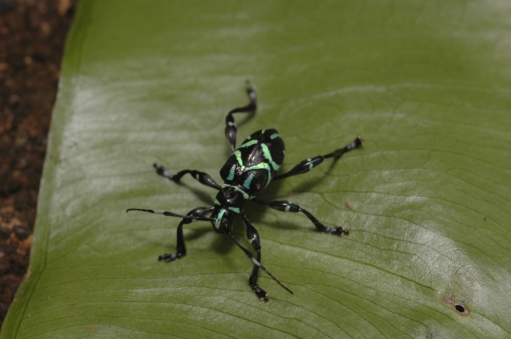 Doliops similis from 952, Lanyu Township, , TW on May 21, 2005 at 07:19 ...
