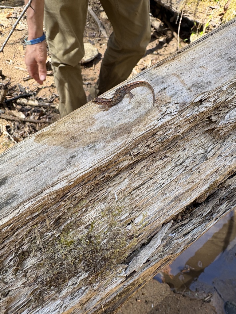 Chattooga Dusky Salamander in March 2025 by Emma Gaunt. Was with a ...