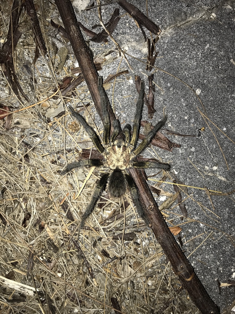 Bahamian Tarantula from Northern Eleuthera, , Bahamas, BS on August 11 ...