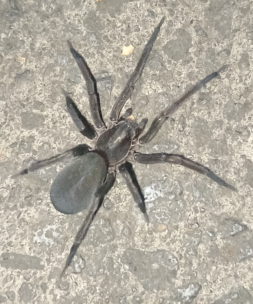 Zorocrates fuscus from Morelos Segunda Secc, 50120 Toluca de Lerdo, Méx ...