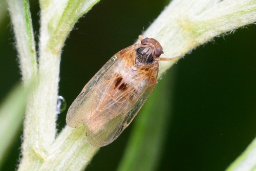 Genus Kuvera · iNaturalist