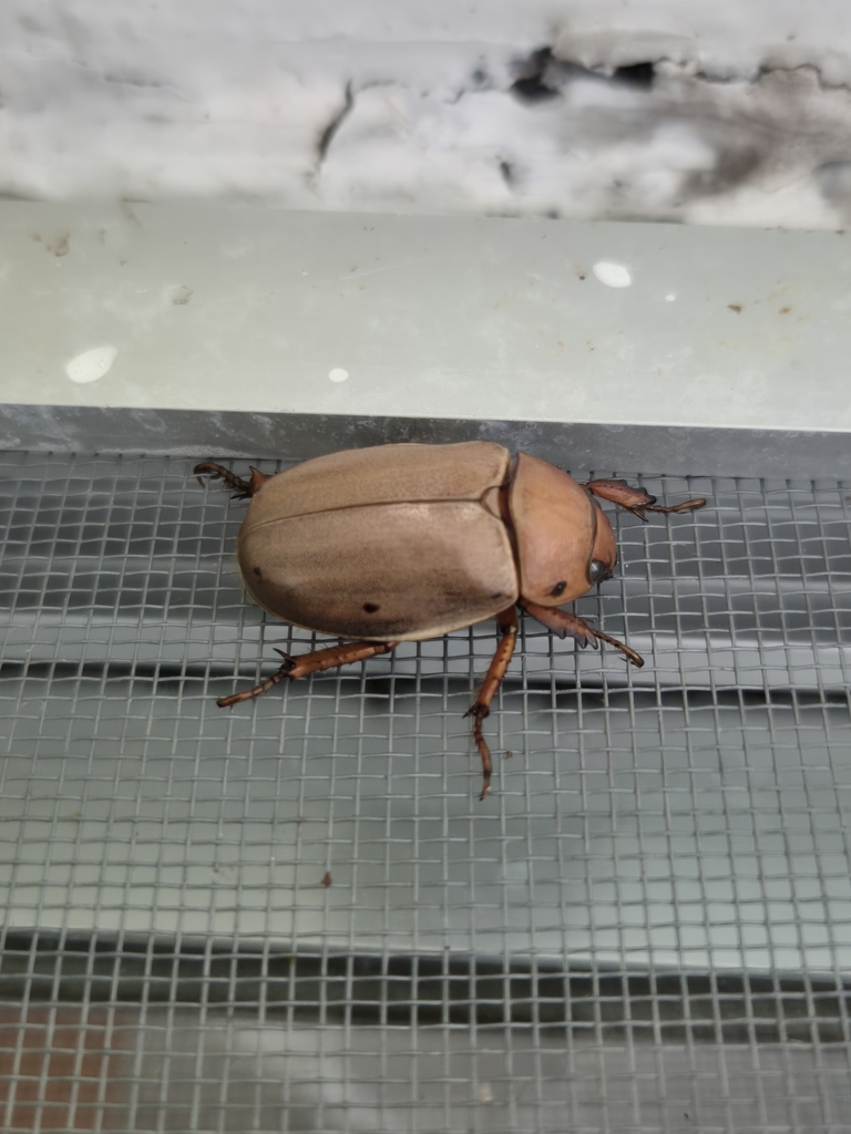 Pelidnota notata from 95807 Ver., México on March 28, 2025 at 03:18 PM ...