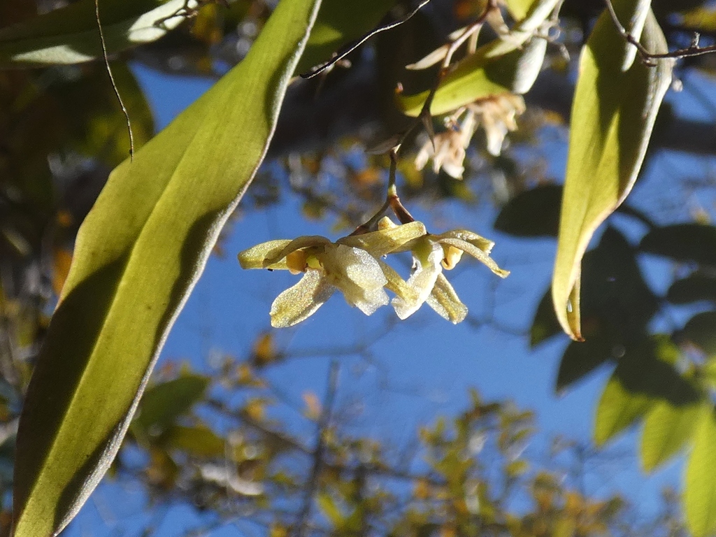 Leochilus oncidioides from Tixtla de Guerrero, Gro., México on January ...