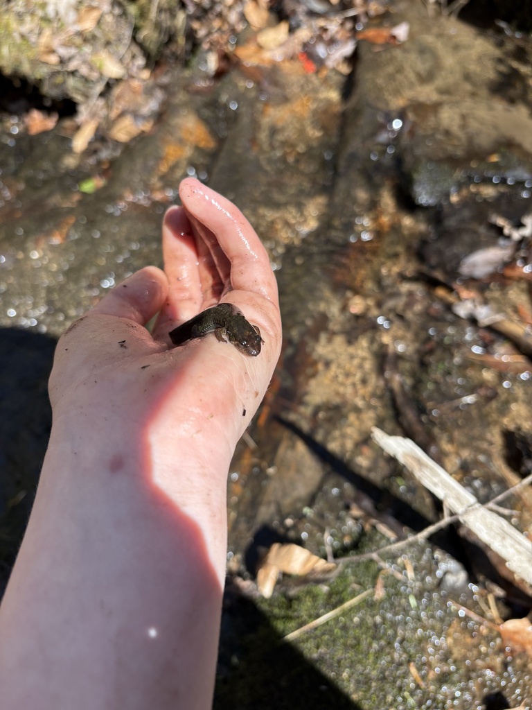 Dusky Salamanders in March 2025 by Emma Gaunt · iNaturalist