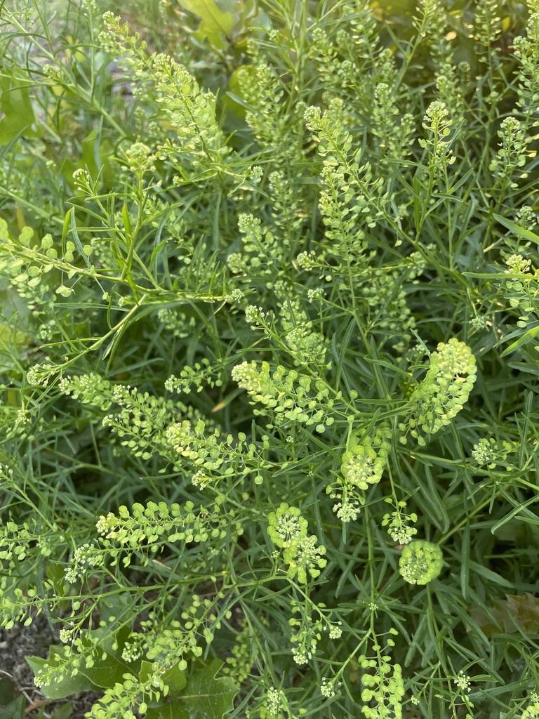 Virginia pepperweed from Lake Okahumpka Park Trail, Wildwood, FL, US on ...