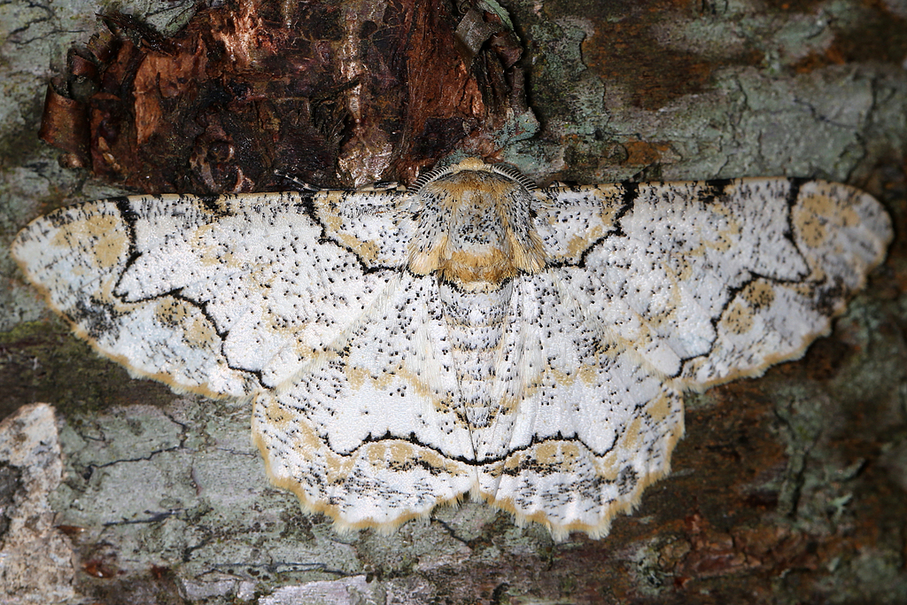 tea looper from Thành Công, Quartier on July 8, 2019 at 03:28 AM by ...
