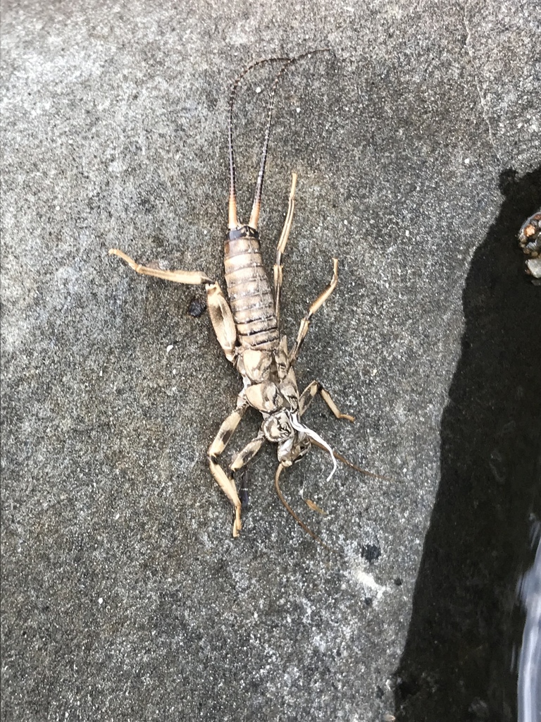 Shortwing Stonefly from Townhouse Ln, Ketchum, ID, US on August 11 ...