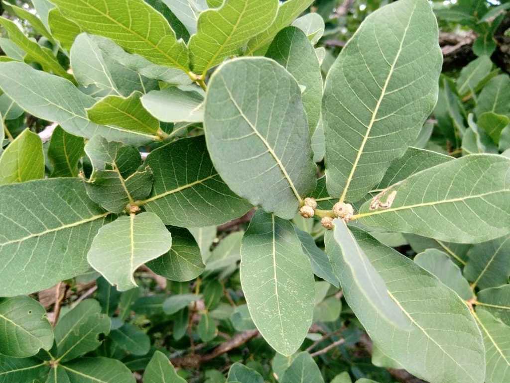encino prieto desde Santa María Ecatepec, Oax., México el 13 de agosto ...