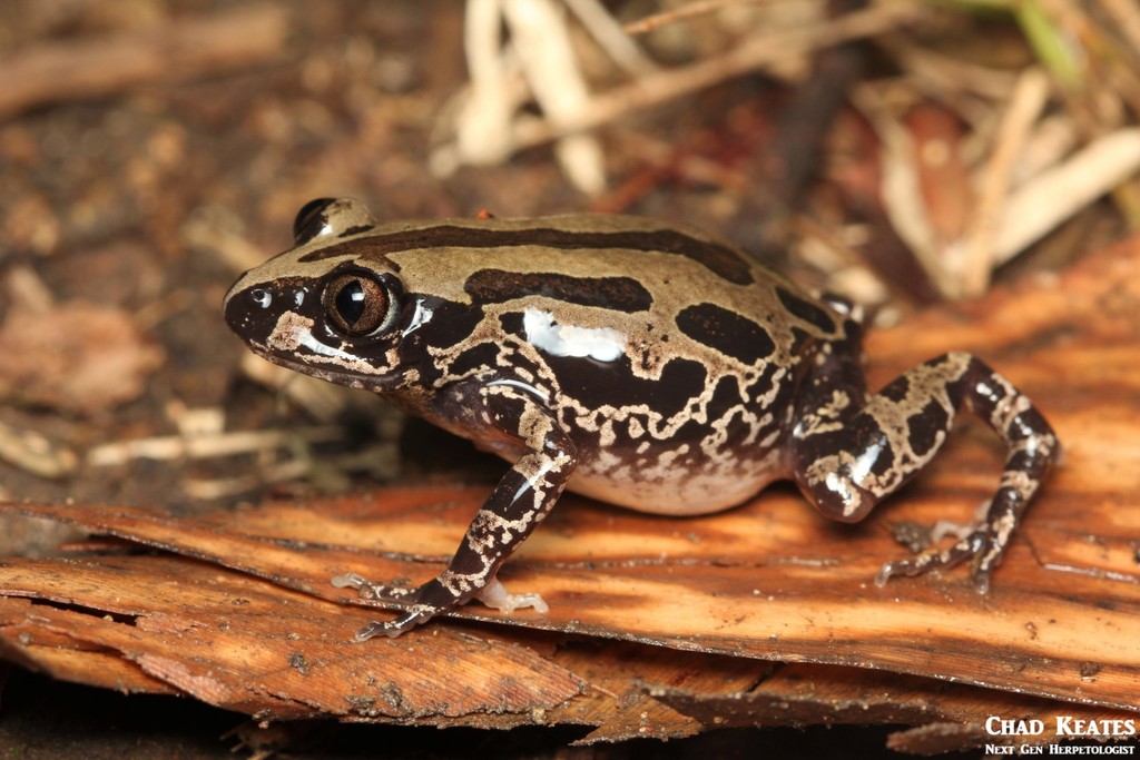 Senegal Running Frog from Amatole, South Africa on December 16, 2018 at ...