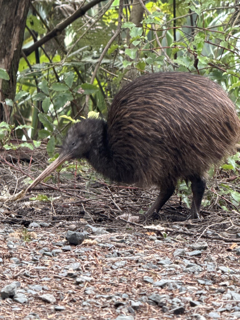 North Island Brown Kiwi from Tāwharanui Regional Park, Matakana ...