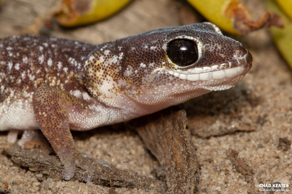 Austen's Thick-toed Gecko from Lambert's Bay, 8130, South Africa on ...