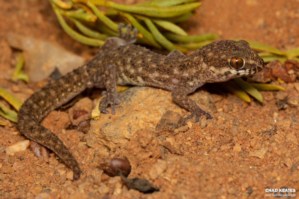 Calvinia Thick-toed Gecko from West Coast DC, South Africa on March 19 ...