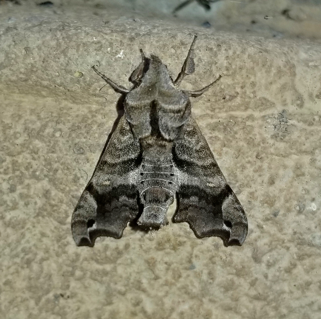 Lettered Sphinx from Fentress County, TN, USA on March 29, 2025 at 07:09 AM by Allen Barlow. 1 ...