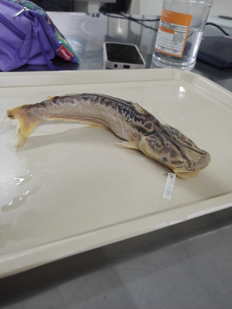 Ageneiosus pardalis from Comuna 3 San Francisco, Alarcón, Bucaramanga ...