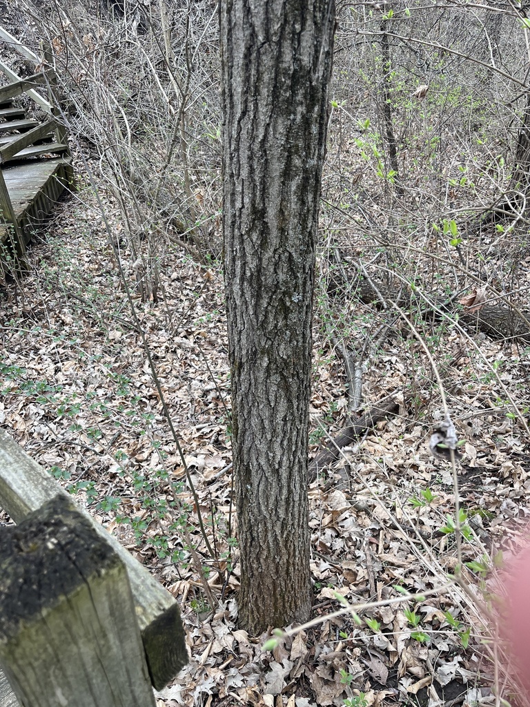 shingle oak from Rock Island Trail, Dunlap, IL, US on March 29, 2025 at ...