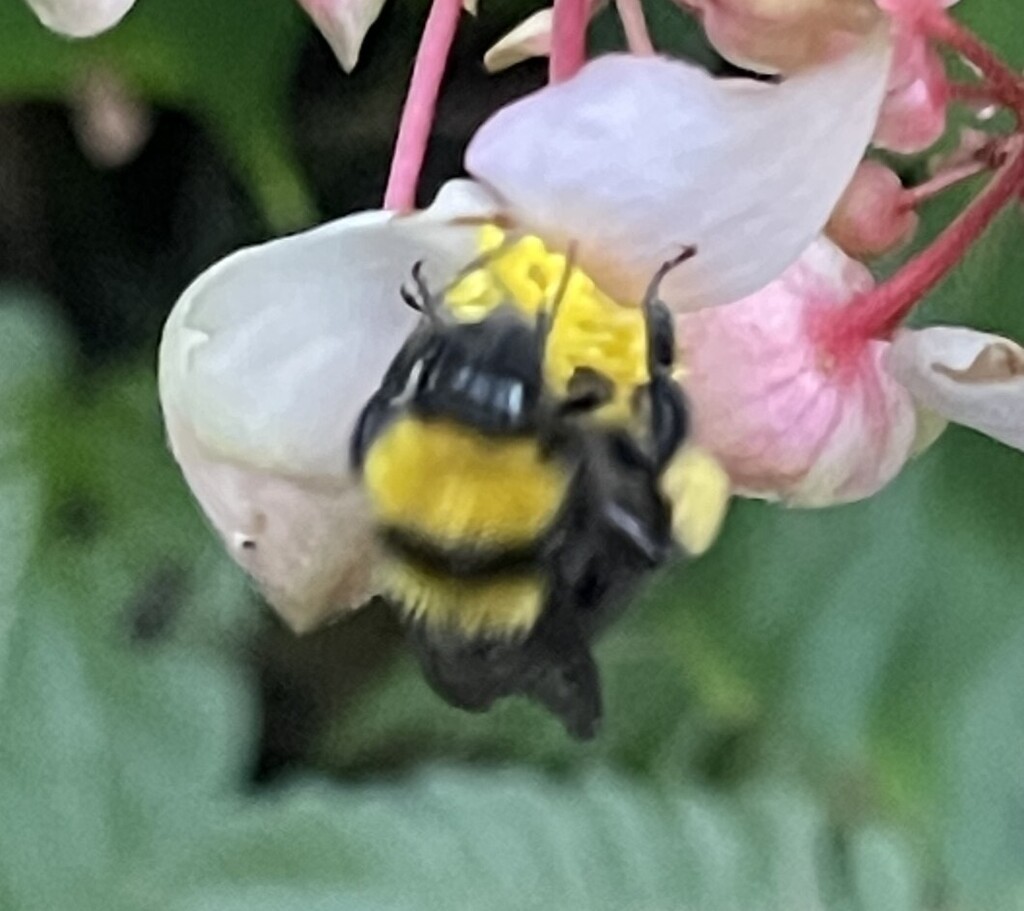 Andean Gardener Bumble Bee from Santa Marta, Magdalena, Colombia on ...