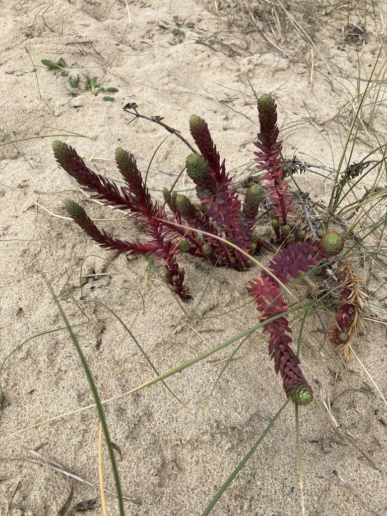 Sea Spurge from The Promenade, Great Yarmouth, England, GB on March 29 ...
