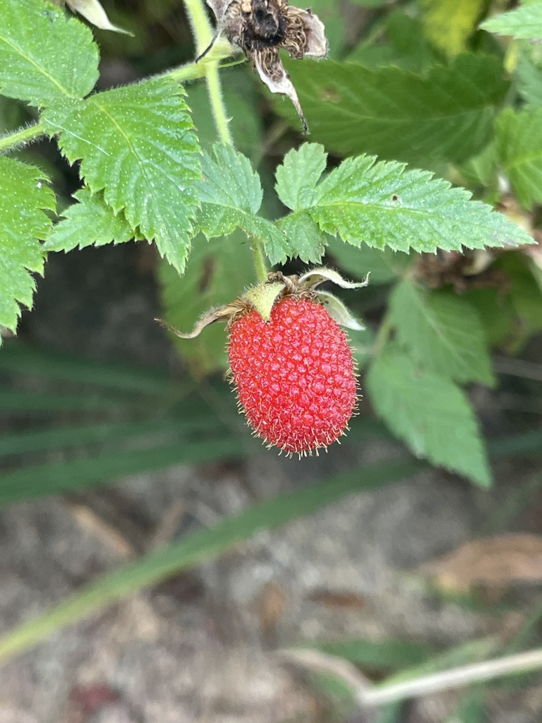 roseleaf bramble from Santa Marta, Magdalena, Colombia on March 5, 2025 ...