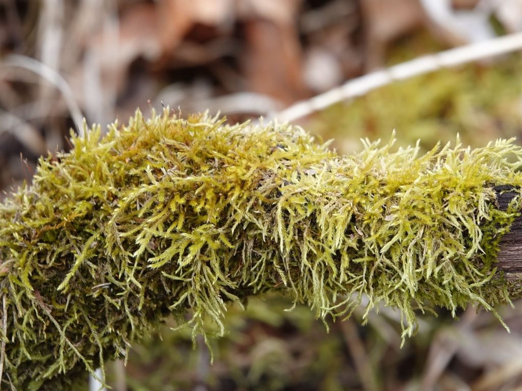 Beautiful Branch Moss from Detroit Lakes, MN 56501, USA on March 29 ...