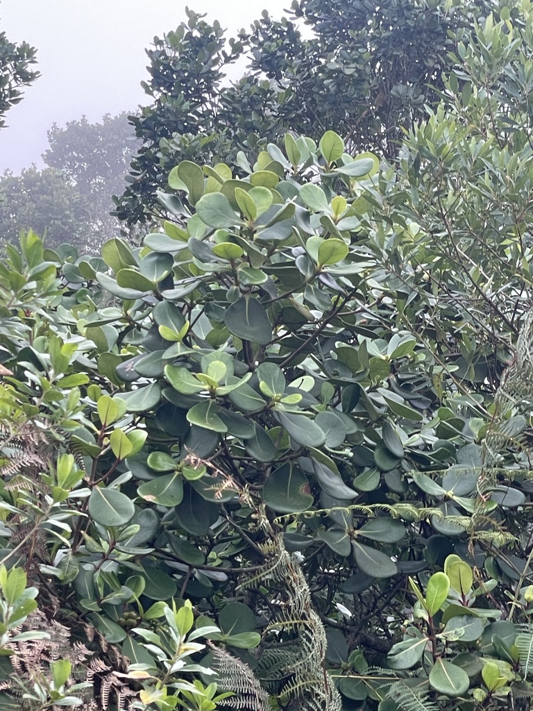 attorney trees from Santa Marta, Magdalena, Colombia on March 5, 2025 ...
