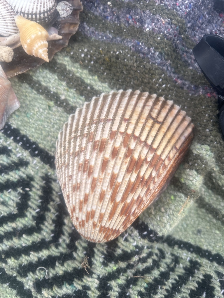 Giant Heart Cockles from Long Key, St. Pete Beach, FL, US on March 29 ...