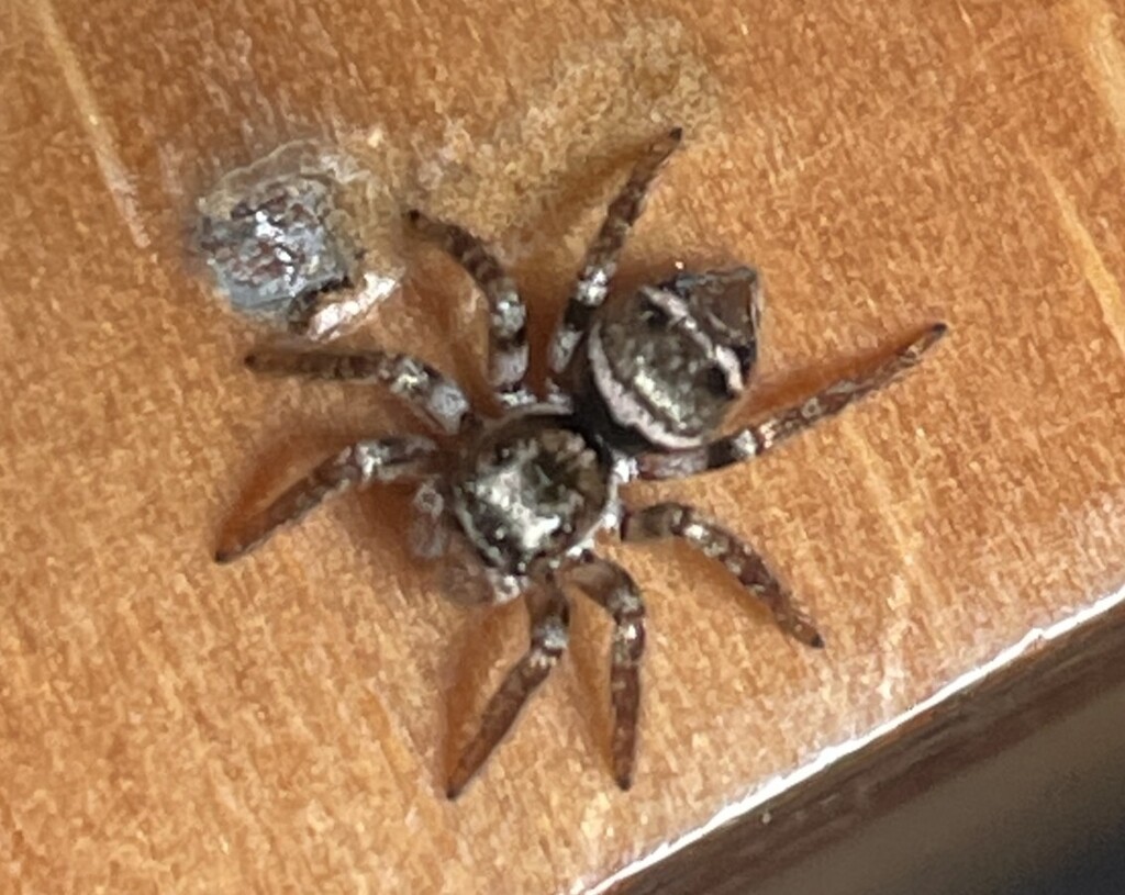 Typical Jumping Spiders from Santa Marta, Magdalena, Colombia on March ...