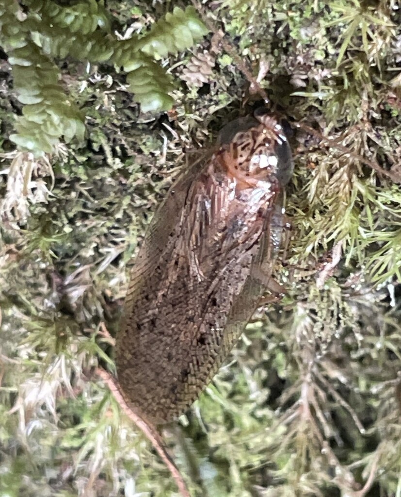 Giant and Wood Cockroaches from Santa Marta, Magdalena, Colombia on ...