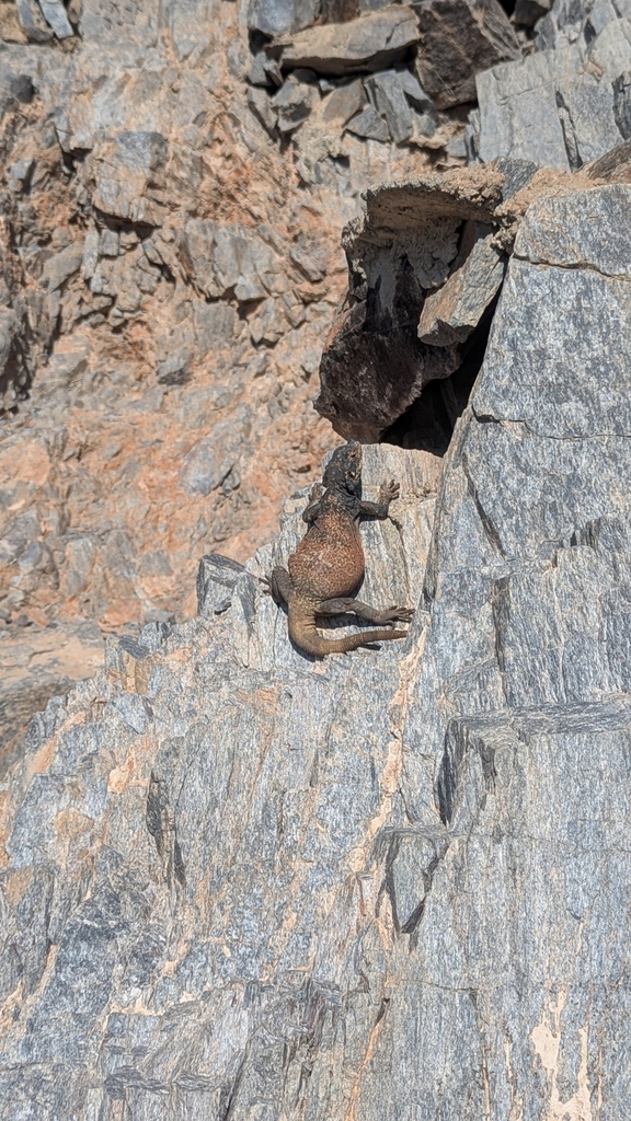 Common Chuckwalla from Phoenix, AZ 85016, USA on March 29, 2025 at 09: ...