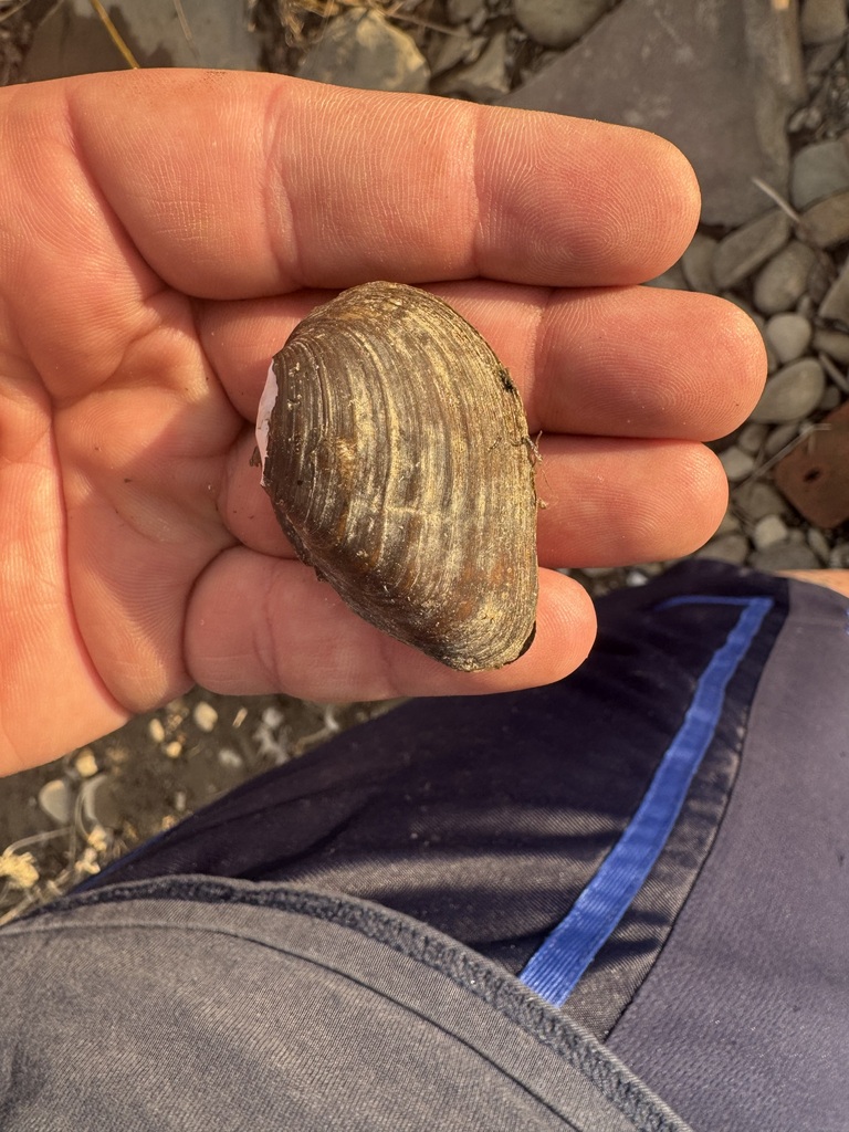 Clubshell Pearly Mussel in March 2025 by brandonh1 · iNaturalist