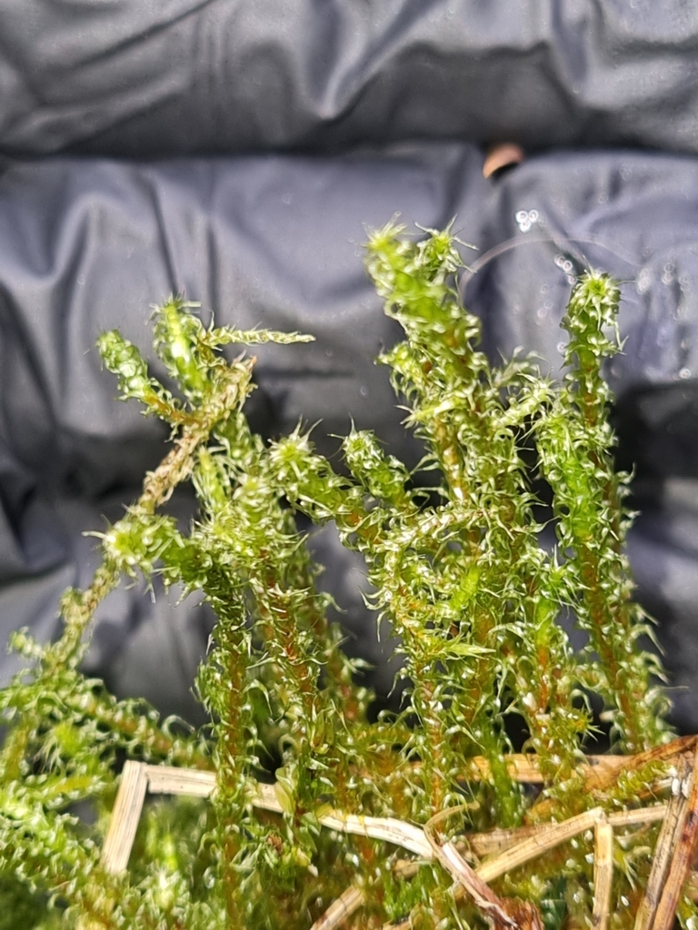 Square Gooseneck Moss from Dousland, Yelverton PL20 6PD, UK on March 29 ...