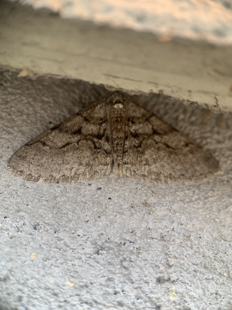 Half-wing Moth from Ward Pound Ridge Reservation, Pound Ridge, NY, US ...