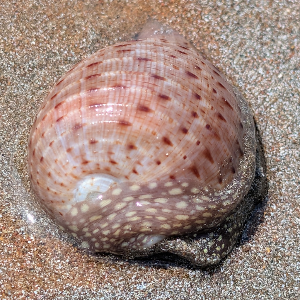 Swollen Fig Shell from Buenaventura, Valle del Cauca, Colombia on March ...