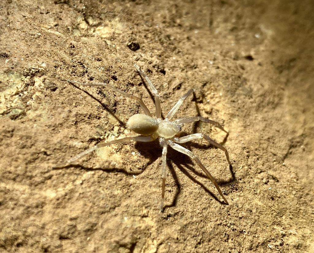 Rocky Canyon Spiders from Shasta-Trinity National Forest, Redding, CA ...