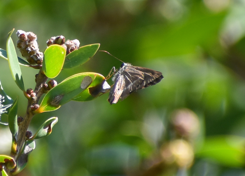 Narrow-banded Awl from Brisbane Botanic Gardens Mt Coot-tha, 152 Mount ...