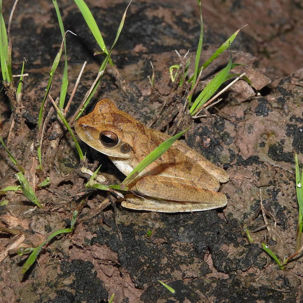 Chaco Tree Frog from Bermejo, Formosa, Argentina on March 29, 2025 at ...