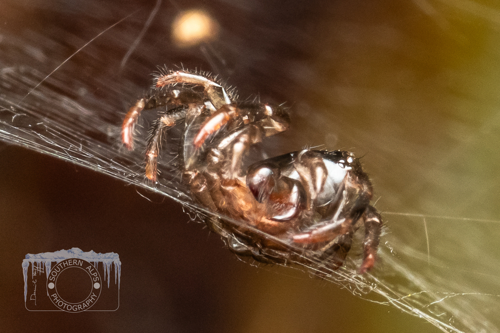 Spiders from Waiuku, Auckland, New Zealand on March 30, 2025 at 10:59 ...