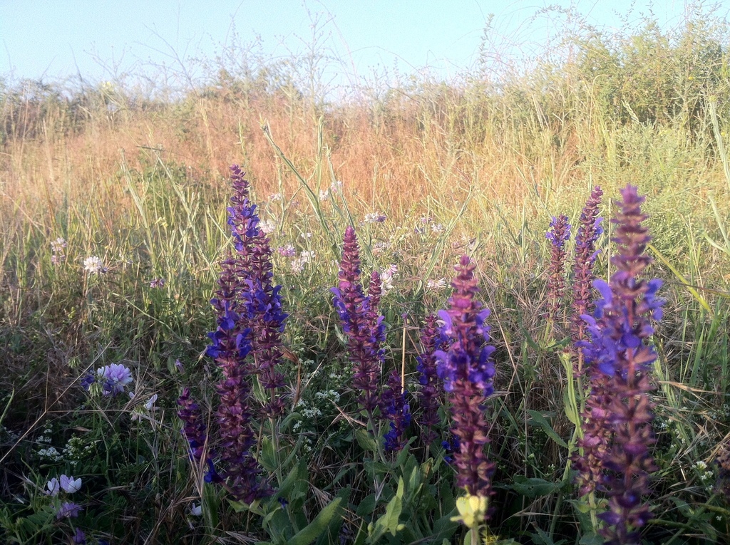 Purple Wood Sage from Одесса, Одесская область, UA on June 25, 2017 at 07:30 PM by Alex ...