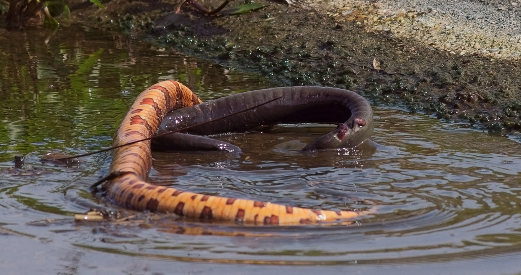 Western Lesser Siren from Jackson County, MS, USA on March 27, 2025 at ...