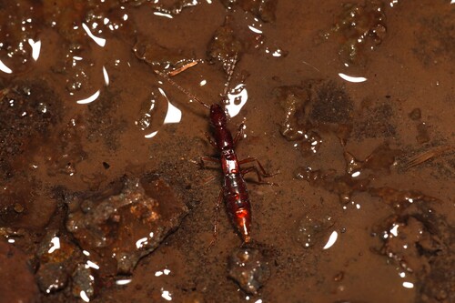 Pseudolathra pauliani · iNaturalist