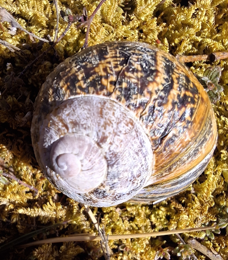 Garden Snail from Ingleton, UK on March 30, 2025 at 02:55 PM by Keith ...