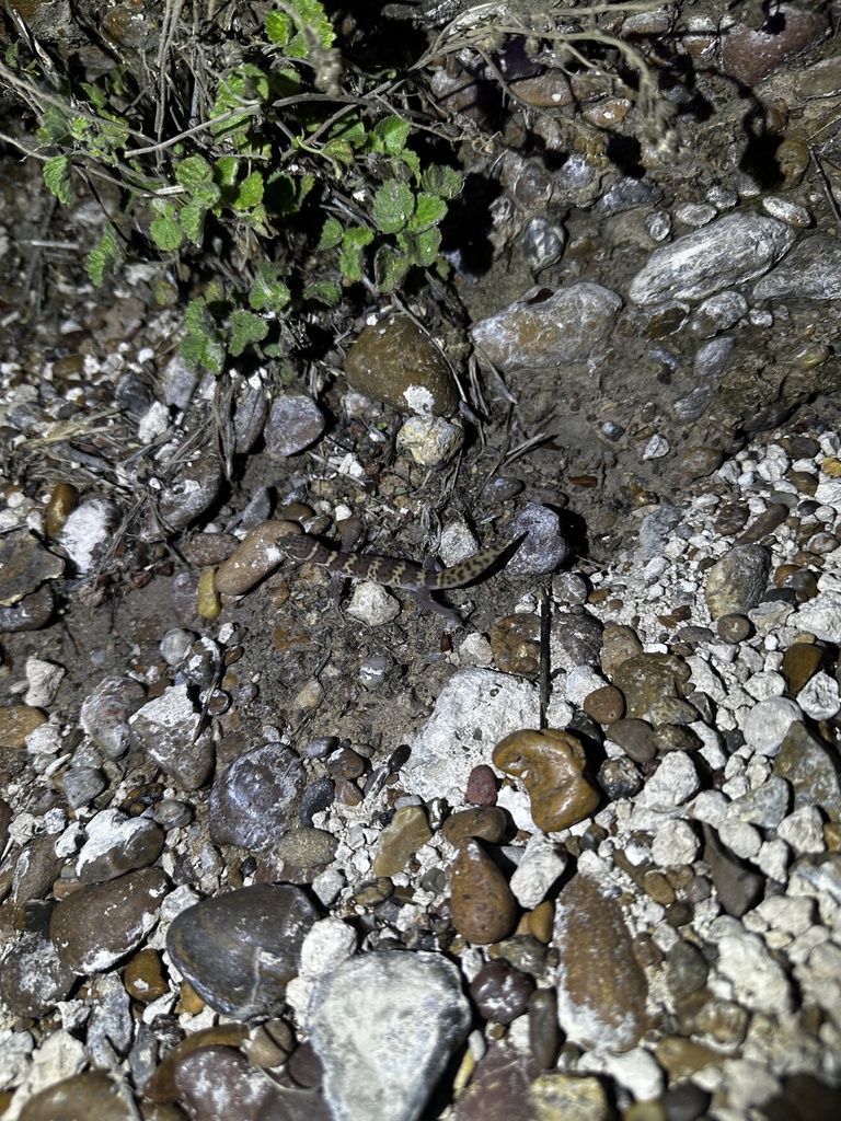 Texas Banded Gecko from Holy Cross St, Rio Grande City, TX, US on March ...