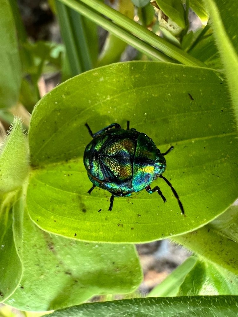 Jewel Bugs from Otjozondjupa, NA on March 22, 2025 at 08:43 AM by ...