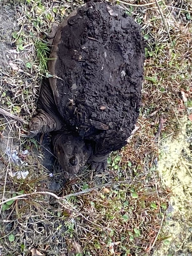 Common Snapping Turtle from Antioch Lakes Rd, New Bern, NC, US on March ...