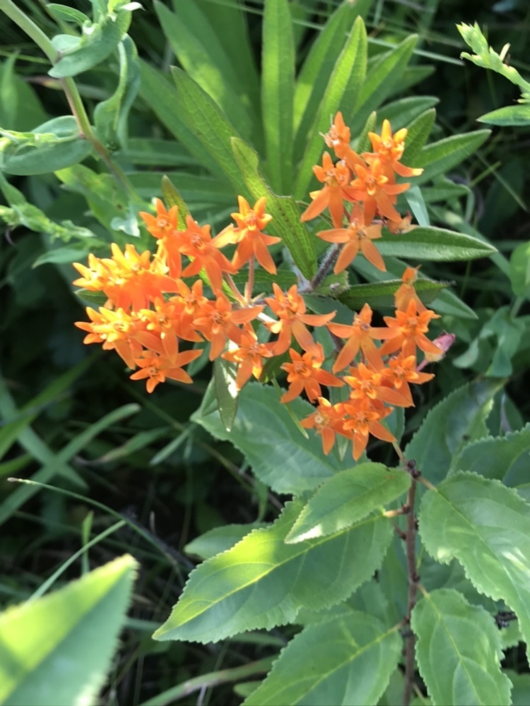 butterfly milkweed from Greenview Park, Ann Arbor, MI, US on August 13 ...