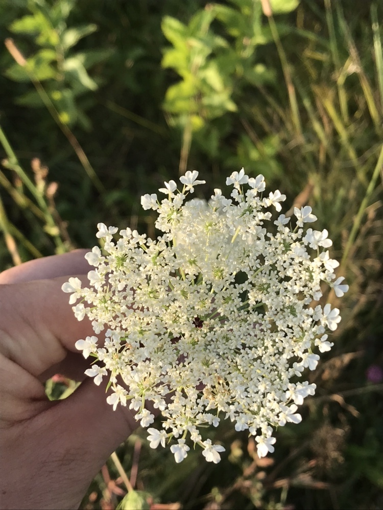 wild carrot from Greenview Park, Ann Arbor, MI, US on August 13, 2019 ...