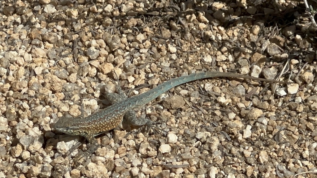 Western Side-blotched Lizard from Joshua Tree National Park, Twentynine ...