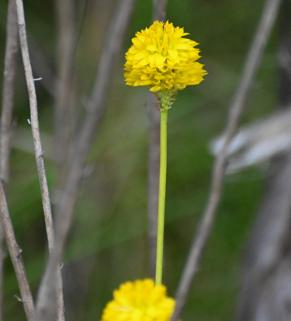 Yellow Bachelor's Button from Palm Beach County, FL, USA on March 30 ...