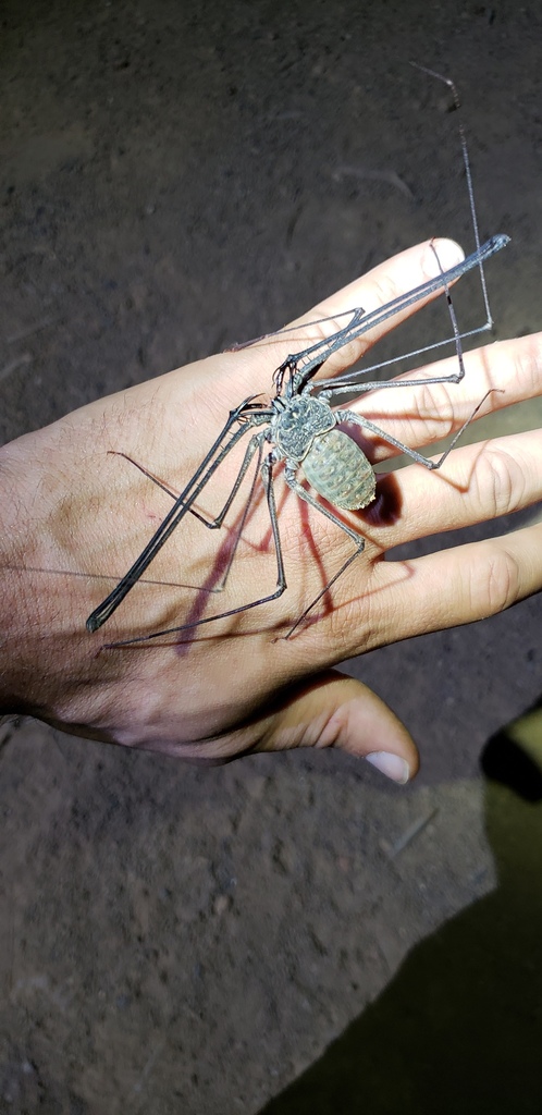 Trichodamon from Campo Formoso - BA, Brasil on August 10, 2018 at 01:42 ...