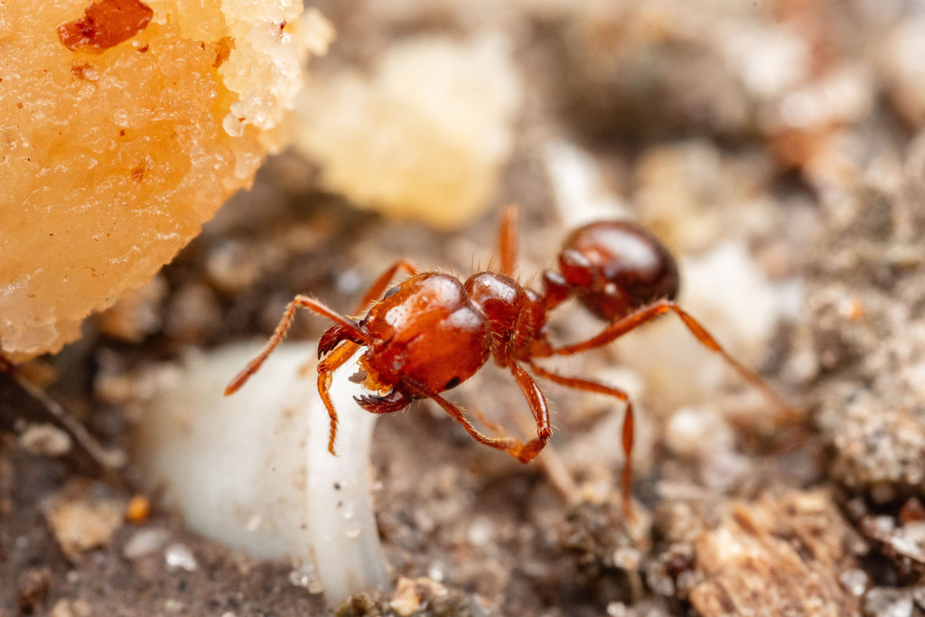 Red Imported Fire Ant from Goliad County, TX, USA on March 29, 2025 at ...