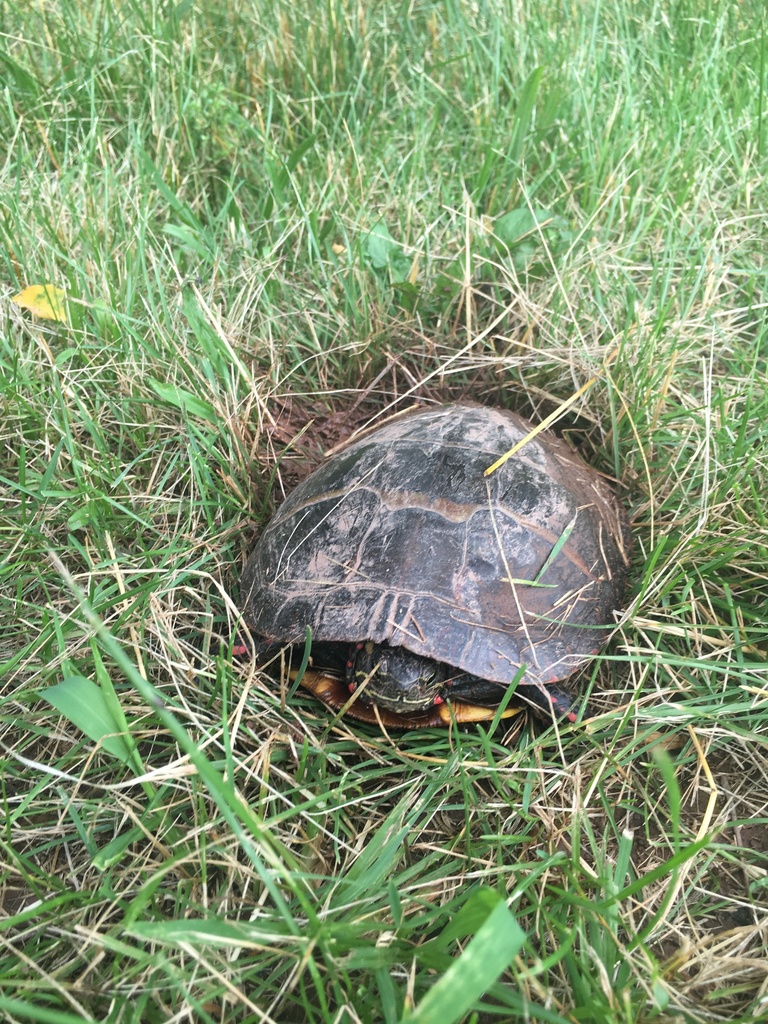 Painted Turtle from Kenneth Ave, South Plainfield, NJ, US on March 18 ...